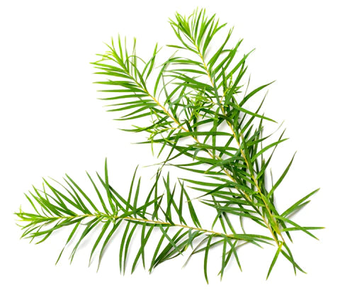 14 Everyday Uses for Tea Tree Oil – NaturoBliss